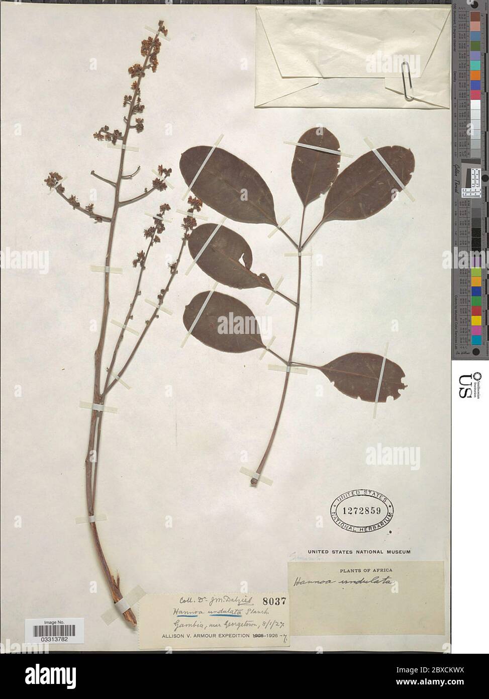 Hannoa undulata Guill Perr Planch Hannoa undulata Guill Perr Planch ...