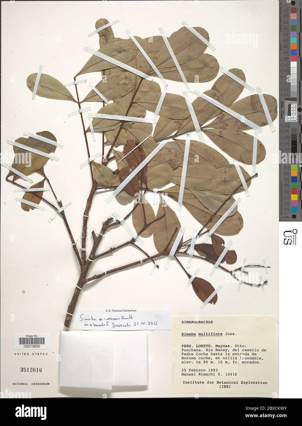 Simaba multiflora A Juss Simaba multiflora A Juss Stock Photo - Alamy