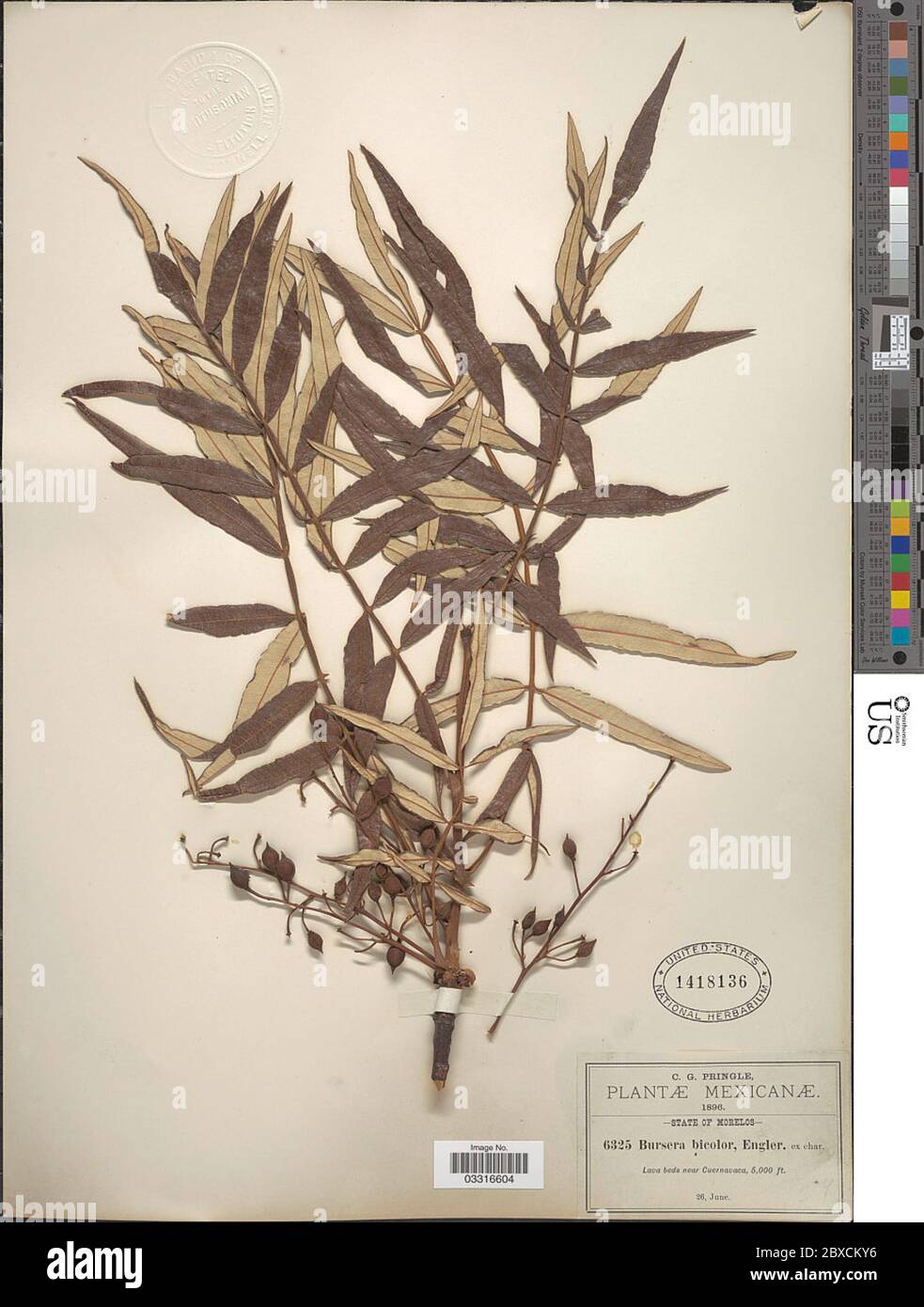 Bursera bicolor Willd ex Schltdl Engl Bursera bicolor Willd ex Schltdl ...