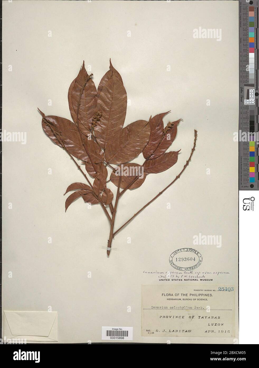 Canarium asperum Benth Canarium asperum Benth Stock Photo - Alamy