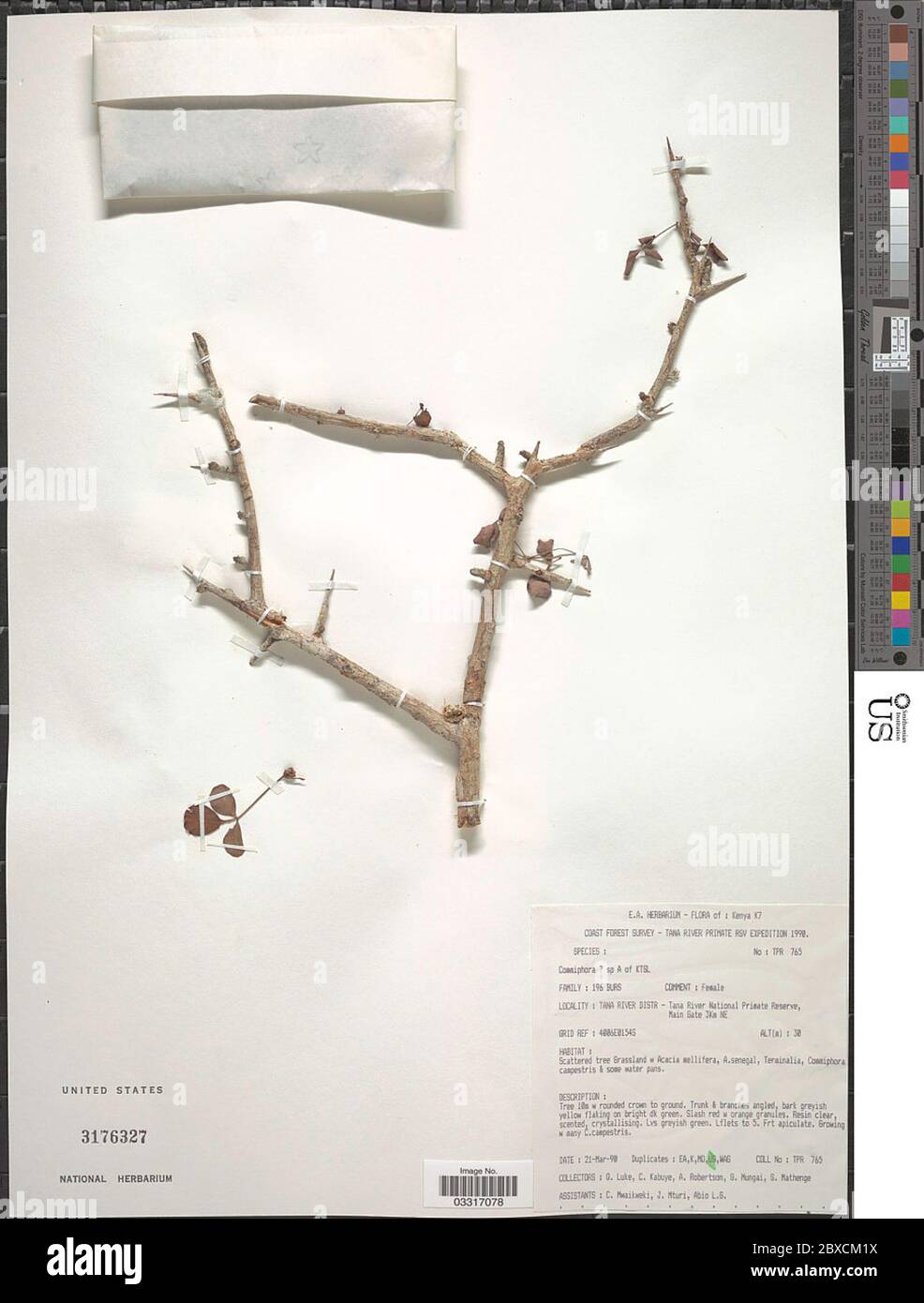 Commiphora sp Commiphora sp Stock Photo - Alamy