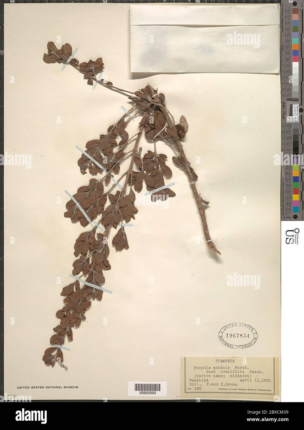 Pemphis acidula hi-res stock photography and images - Alamy