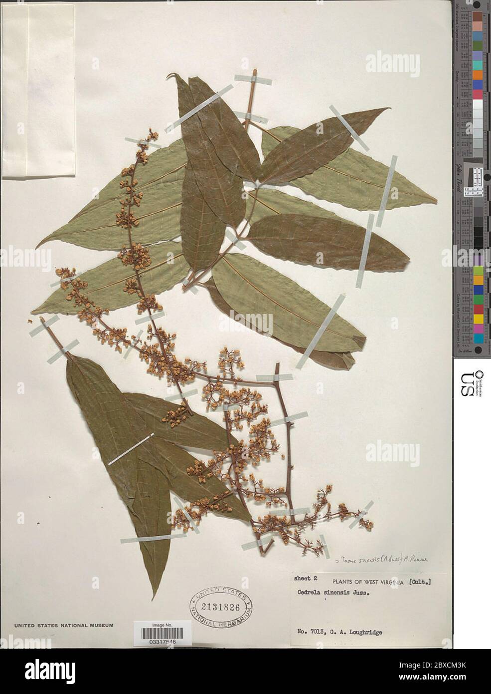 Toona sinensis A Juss M Roem Toona sinensis A Juss M Roem Stock Photo ...