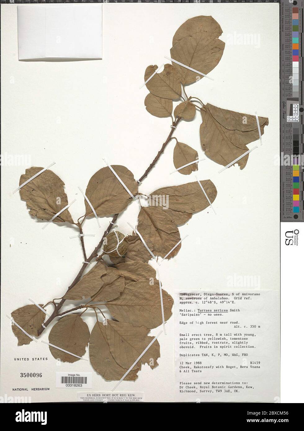 Turraea sericea Small Turraea sericea Small Stock Photo - Alamy