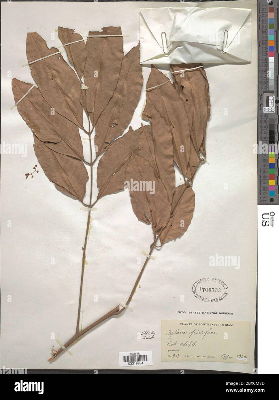 Aglaia edulis hi-res stock photography and images - Alamy