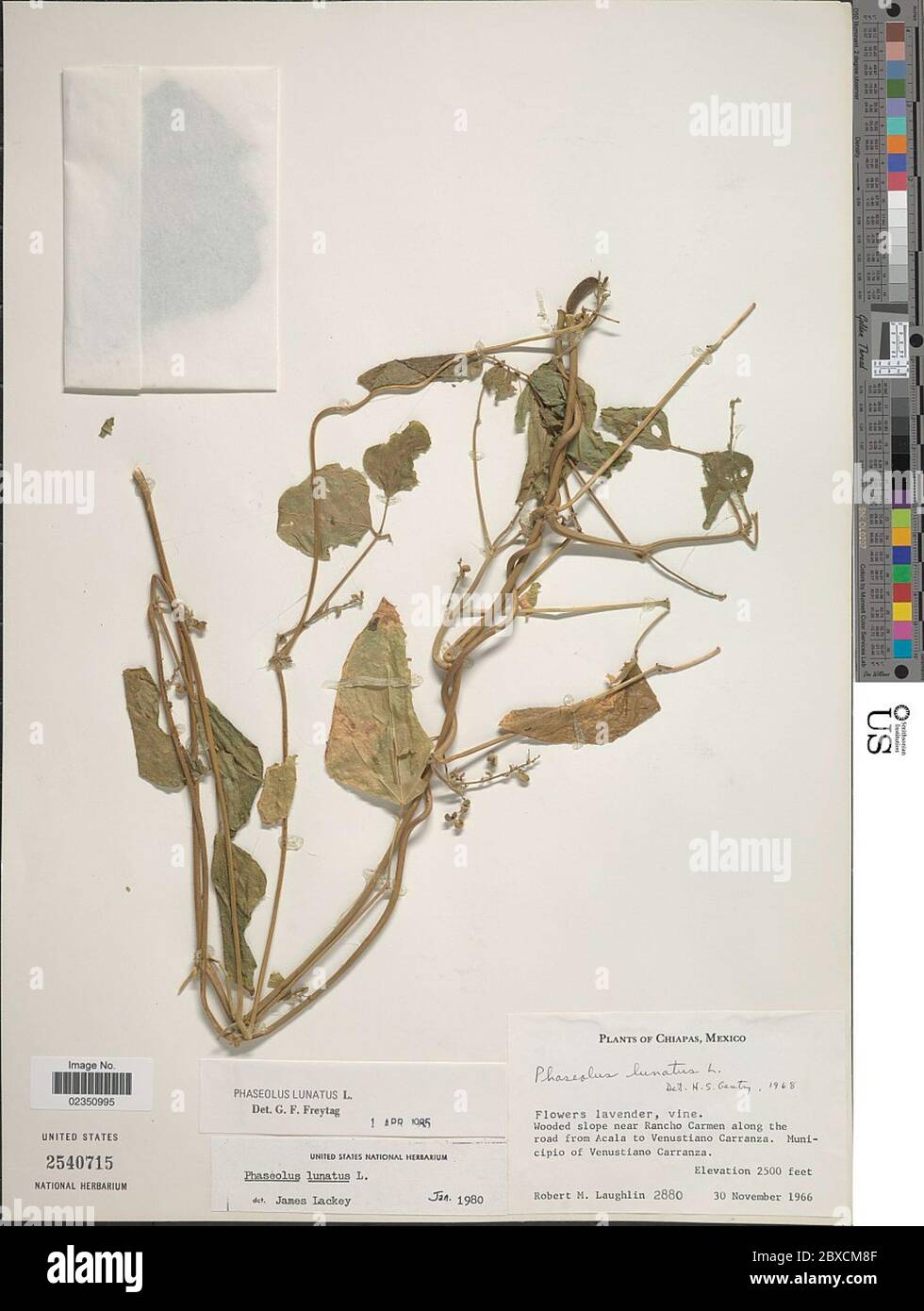 L lunatus hi-res stock photography and images - Alamy