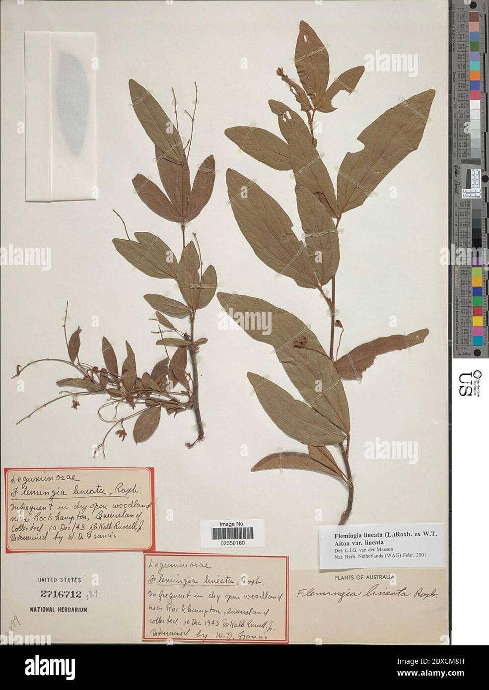 Flemingia hi-res stock photography and images - Alamy