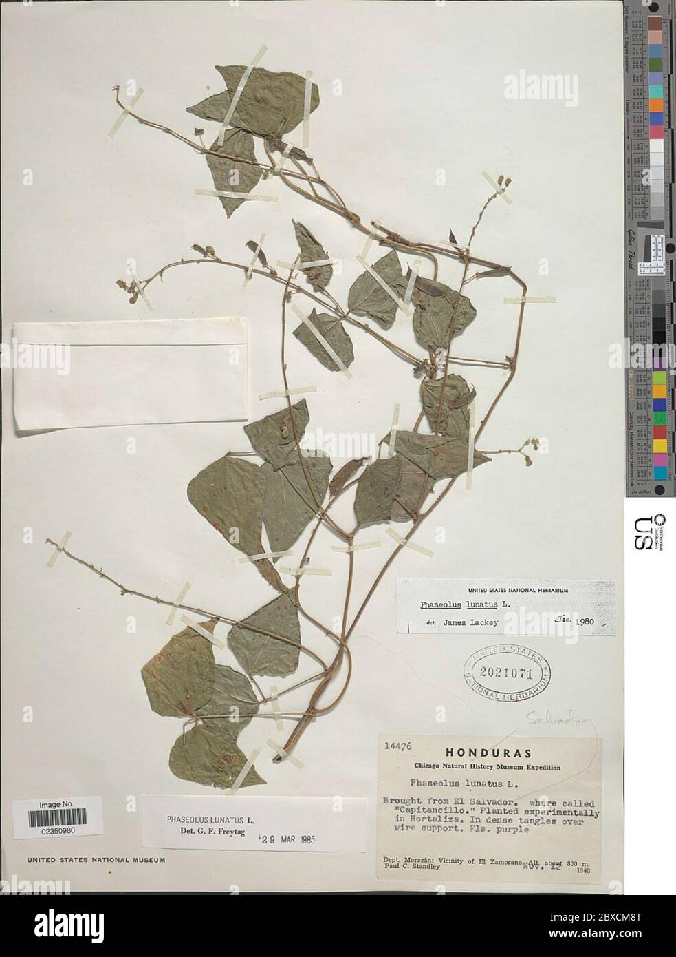 L lunatus hi-res stock photography and images - Alamy