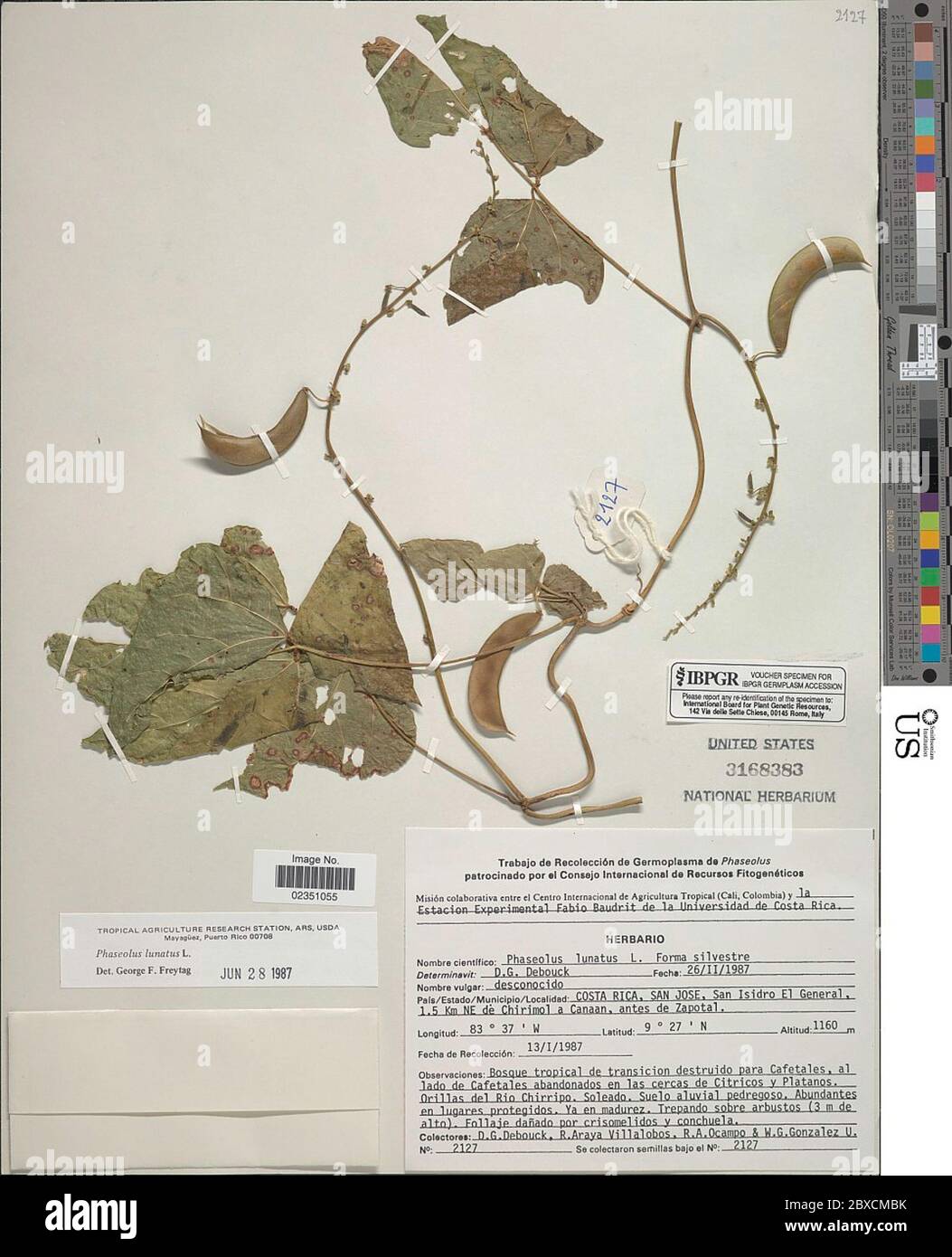 L lunatus hi-res stock photography and images - Alamy