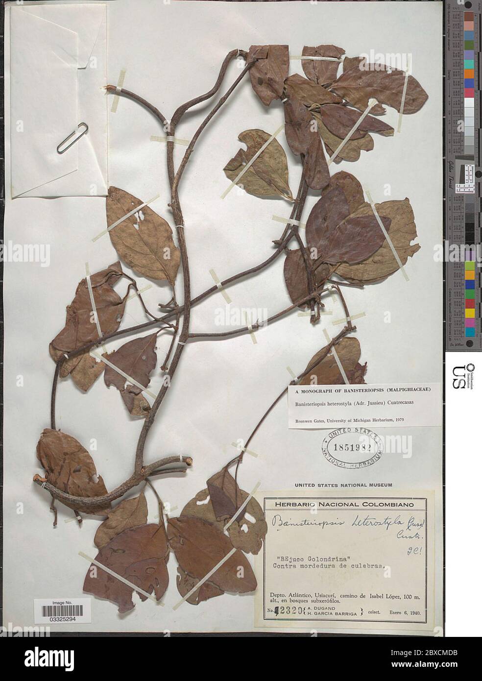 Banisteriopsis heterostyla A Juss Cuatrec Banisteriopsis heterostyla A ...