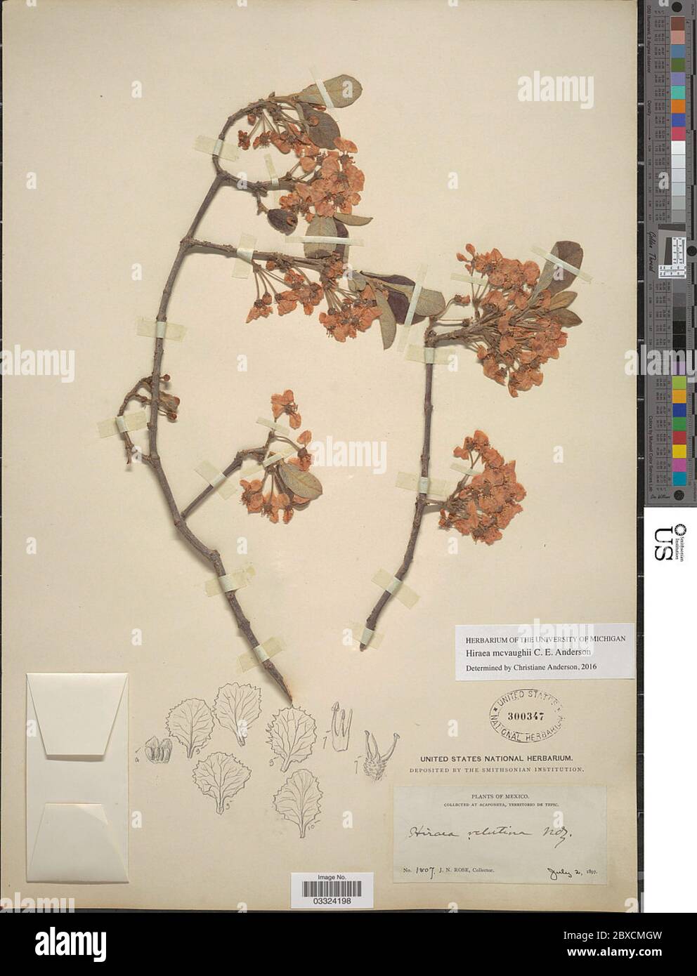 Hiraea mcvaughii CE Anderson Hiraea mcvaughii CE Anderson Stock Photo ...