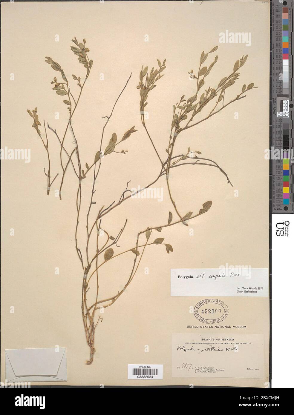 Polygala compacta Rose Polygala compacta Rose Stock Photo - Alamy