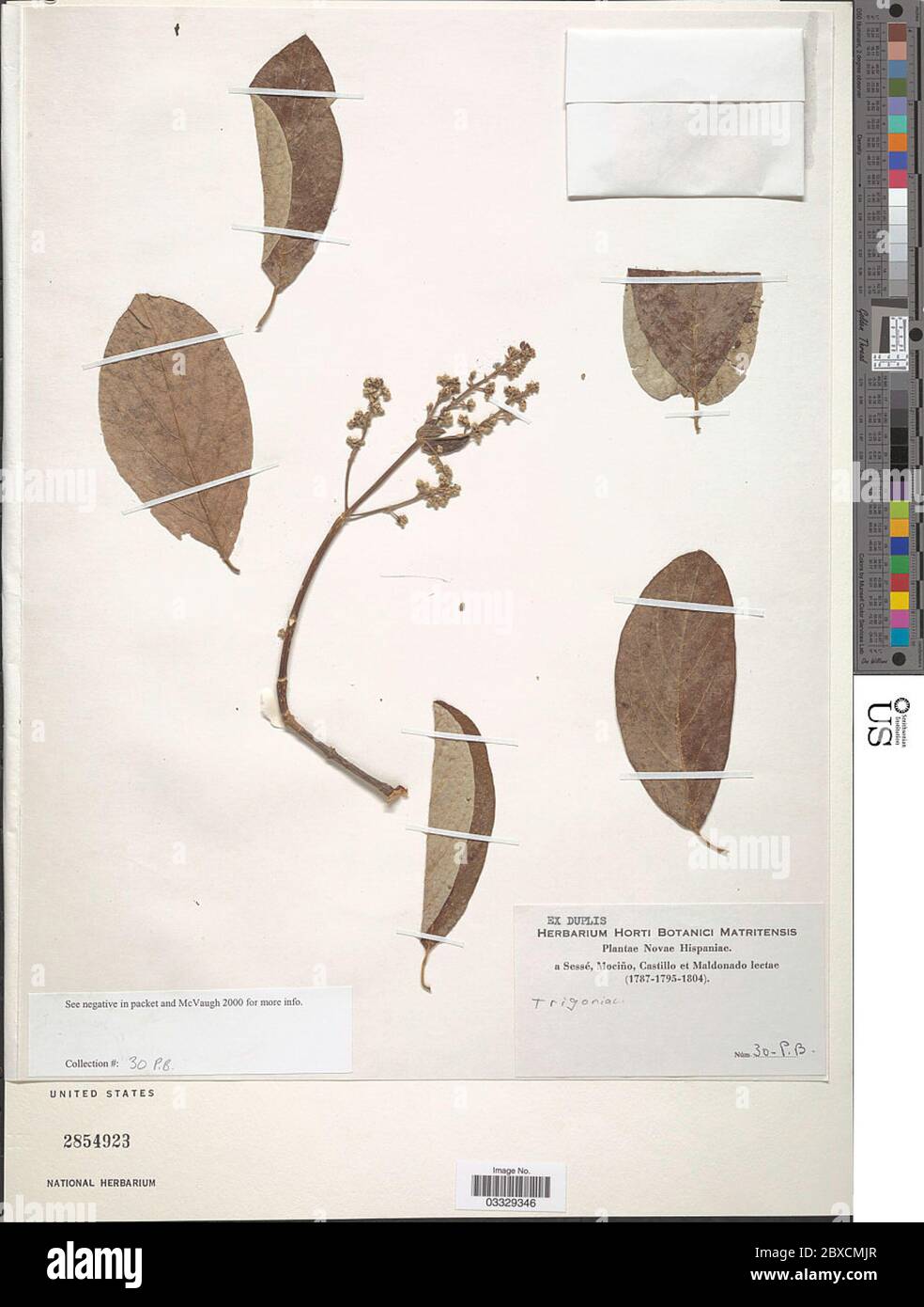 Trigonia sp Trigonia sp Stock Photo - Alamy Trigonia sp Trigonia sp Stock Photo - Alamy