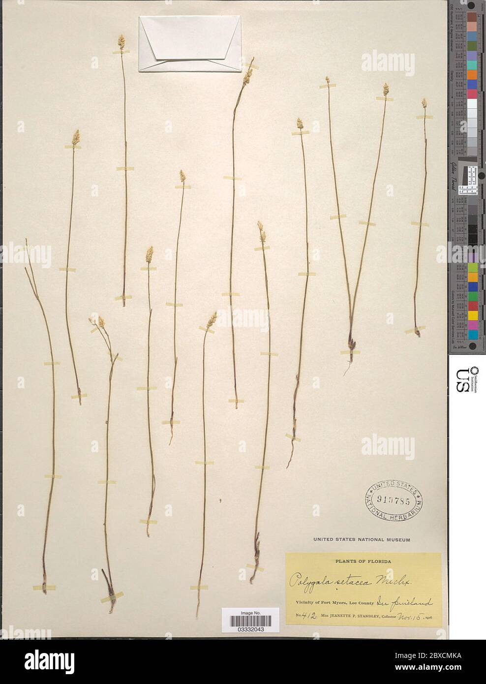 Polygala setacea Michx Polygala setacea Michx Stock Photo - Alamy