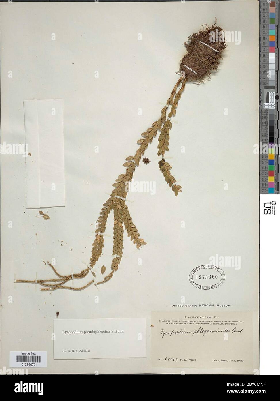 Phlegmariurus phlegmarioides Gaudich A R Field Bostock Phlegmariurus ...