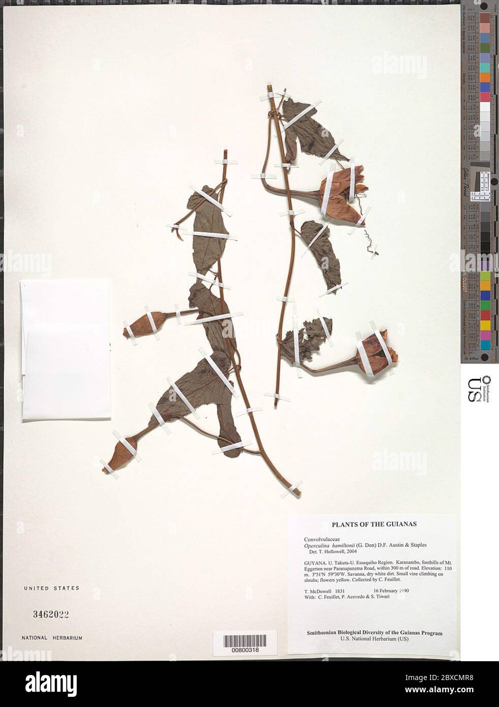 Hamiltonii hi-res stock photography and images - Alamy