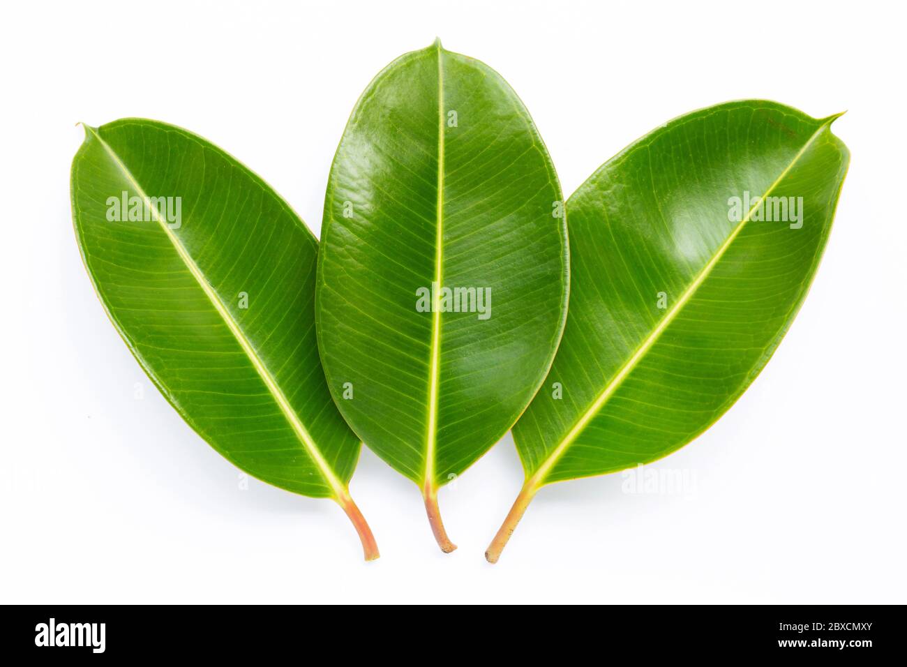 Fresh green rubber leaves Cut Out Stock Images & Pictures - Alamy
