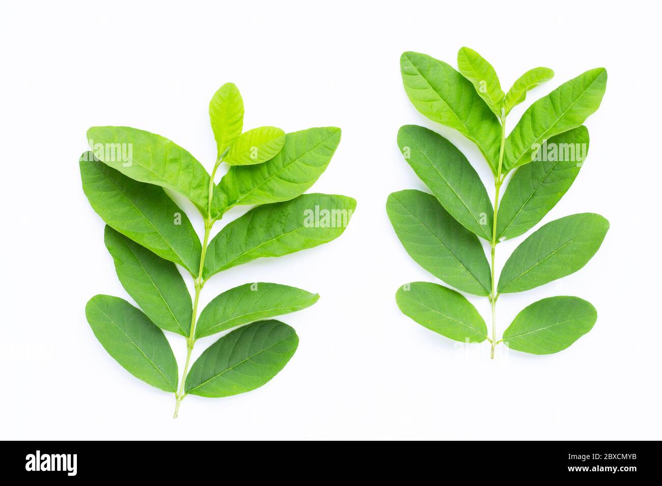 Guava leaves hi-res stock photography and images - Alamy