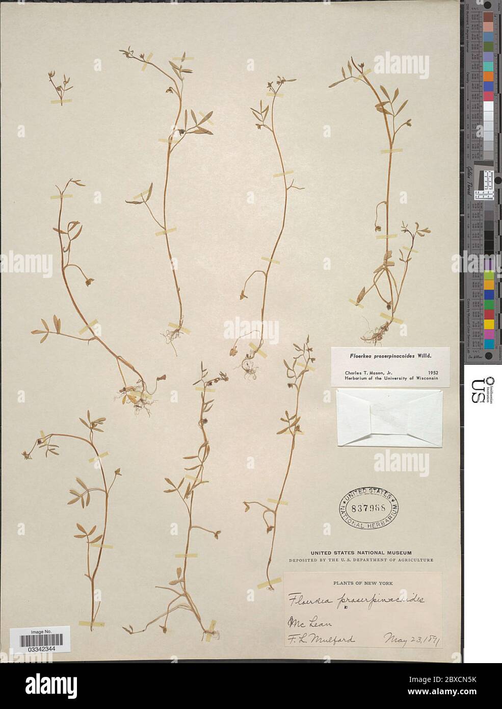 Floerkea proserpinacoides Willd Floerkea proserpinacoides Willd Stock ...