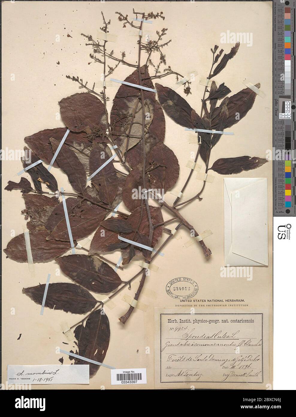 Spondias mombin l hi-res stock photography and images - Alamy