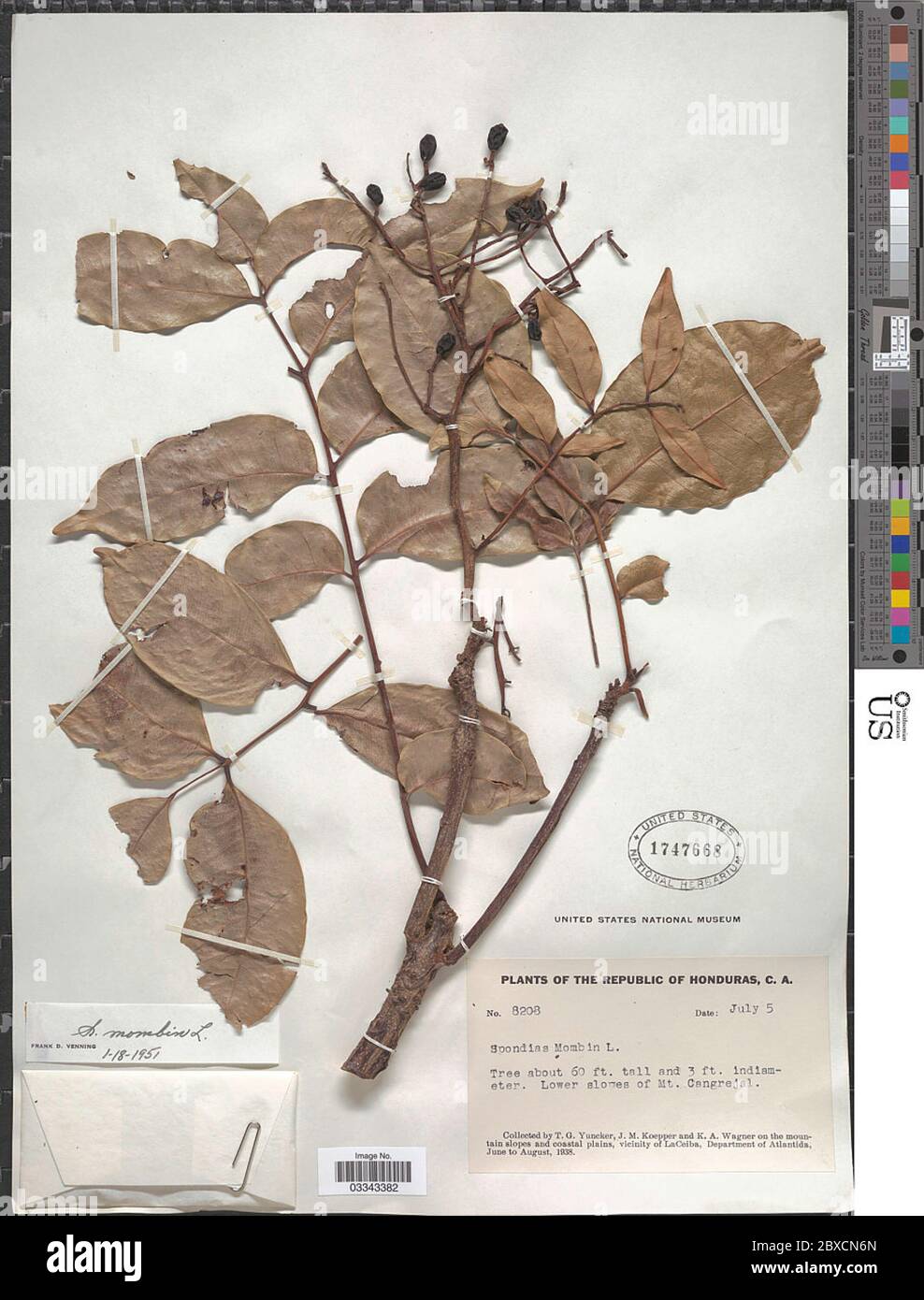 Spondias mombin l hi-res stock photography and images - Alamy