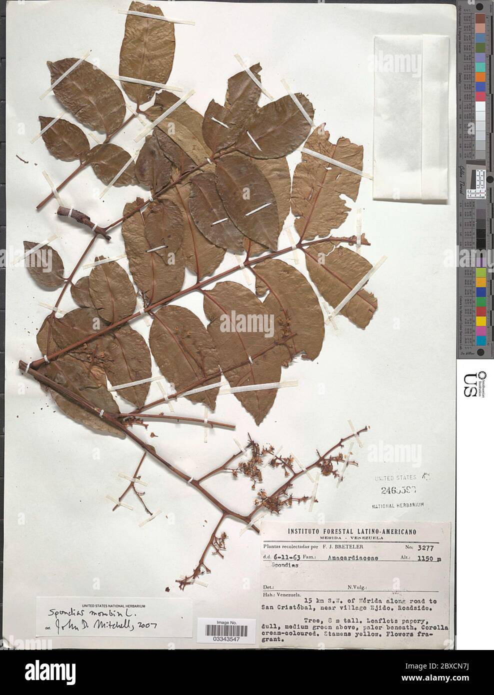 Spondias mombin L Spondias mombin L Stock Photo - Alamy