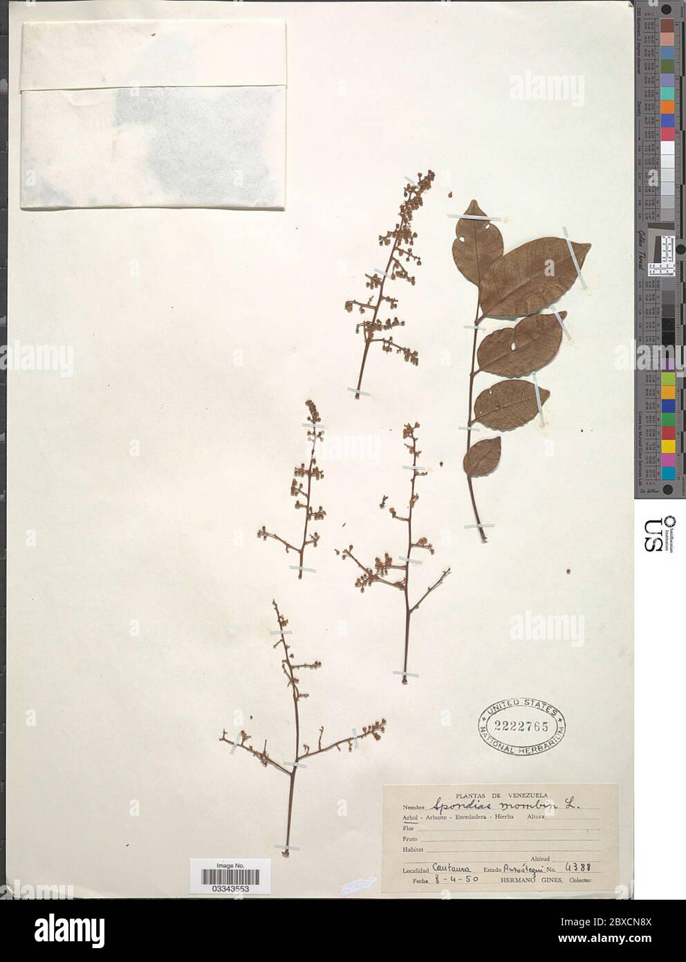 Spondias mombin l hi-res stock photography and images - Alamy