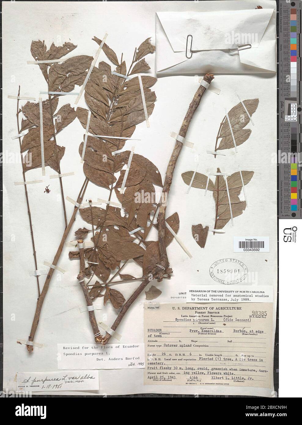 Spondias purpurea L Spondias purpurea L Stock Photo - Alamy