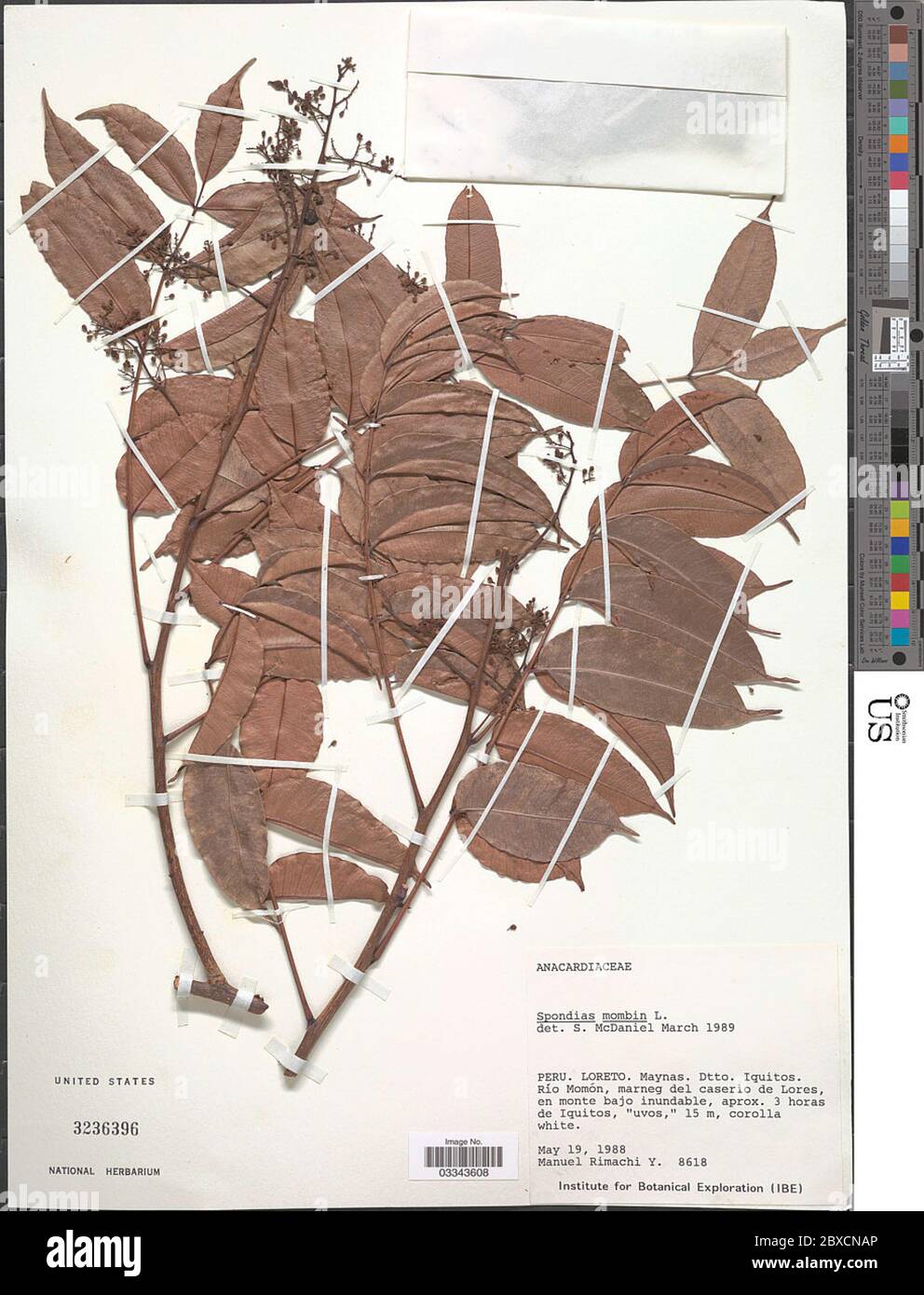 Spondias mombin l hi-res stock photography and images - Alamy