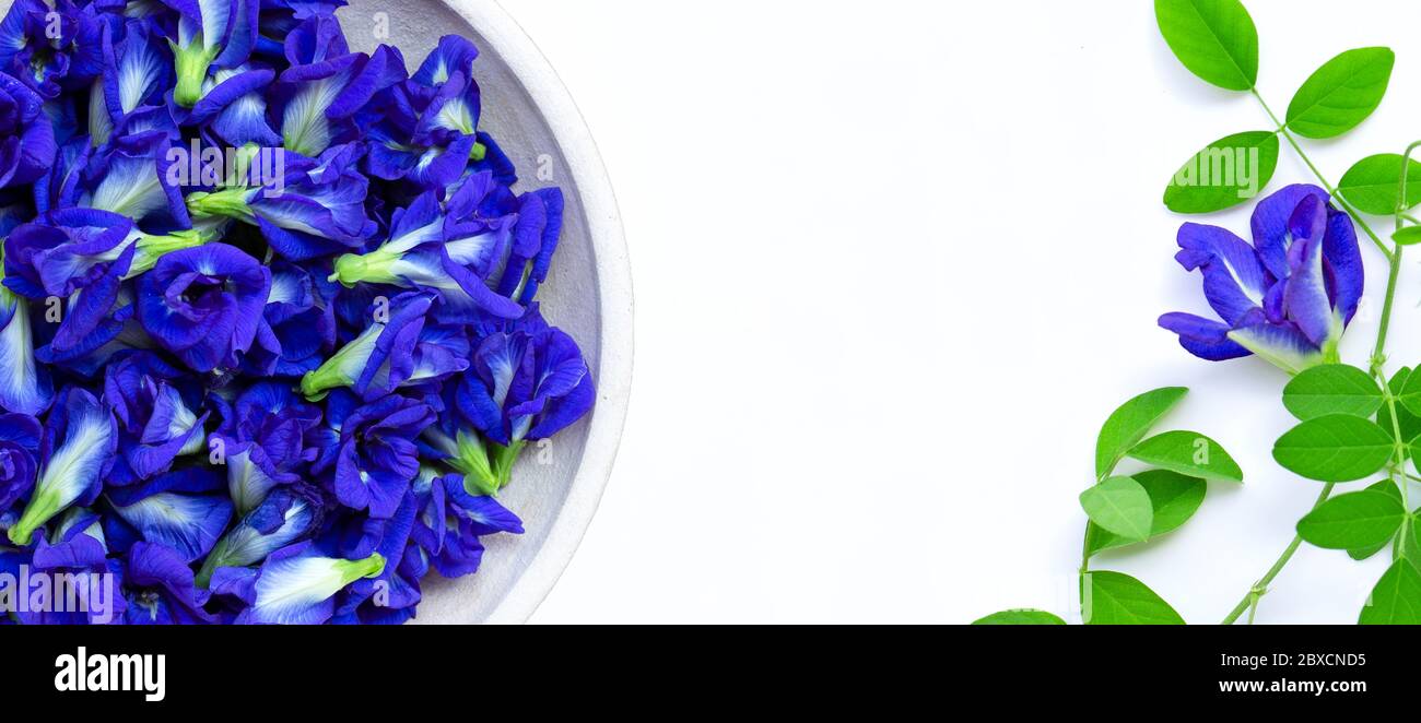 Butterfly pea flower or blue pea with leaves on white background. Copy ...