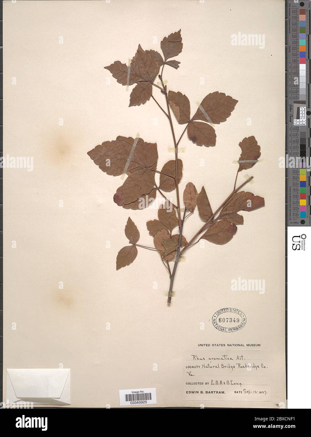 Rhus crenata hi-res stock photography and images - Alamy