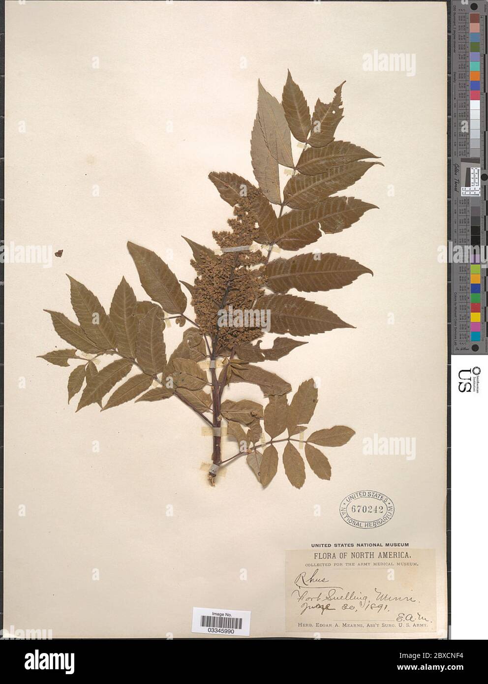 Rhus glabra l hi-res stock photography and images - Alamy