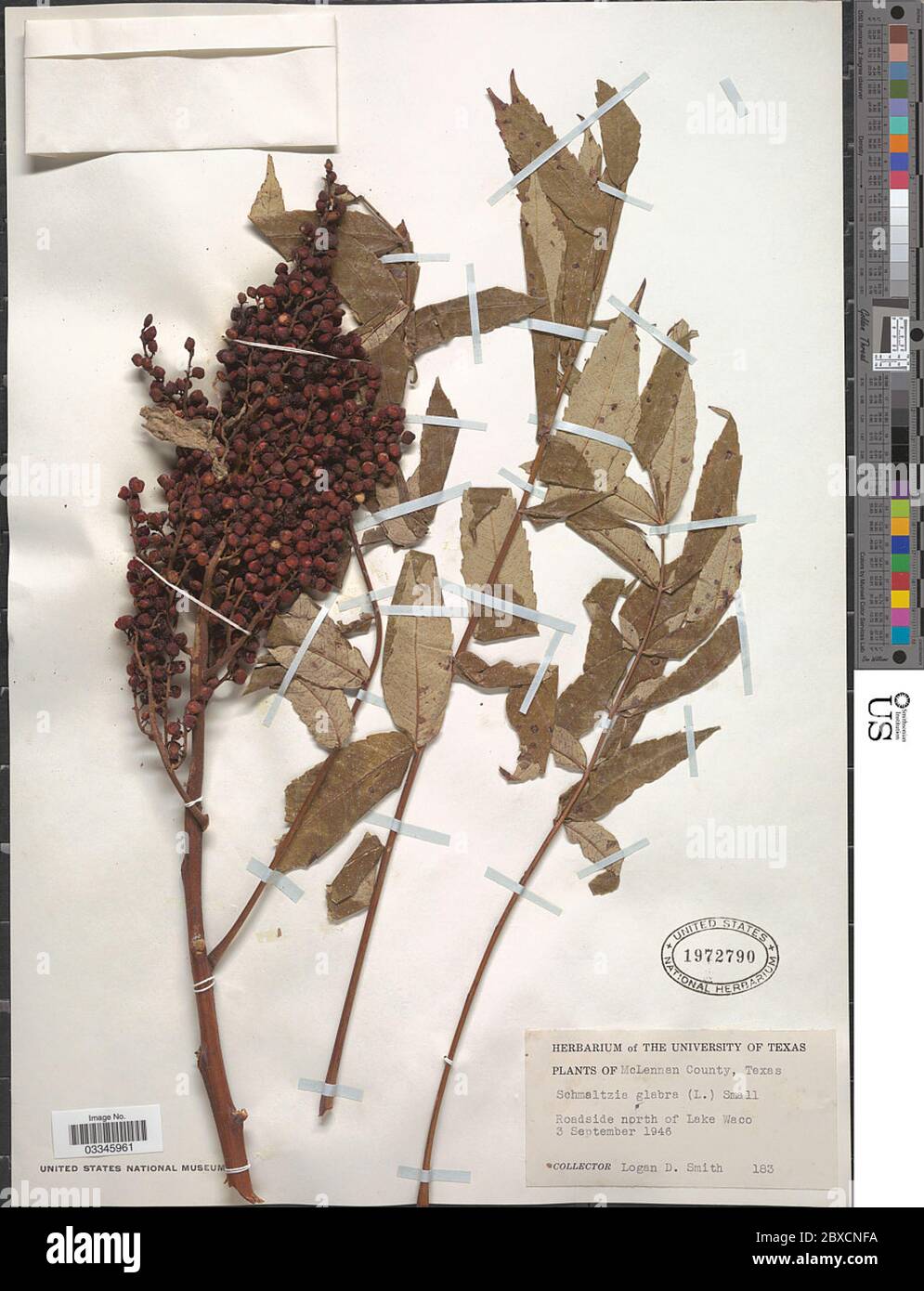 Rhus glabra l hi-res stock photography and images - Alamy