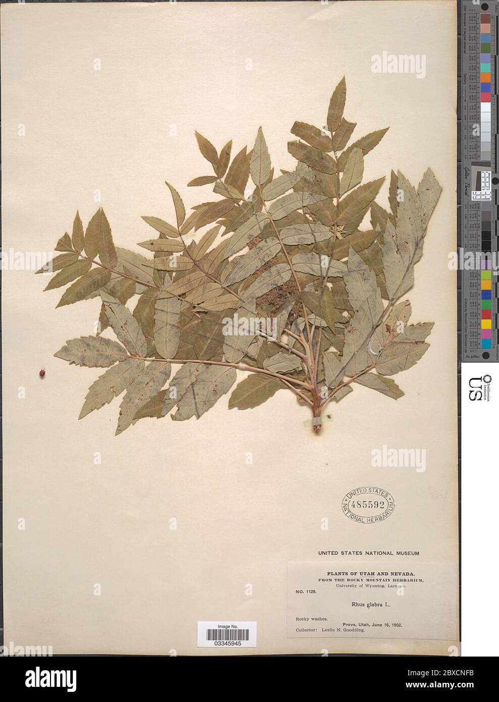 Rhus glabra l hi-res stock photography and images - Alamy