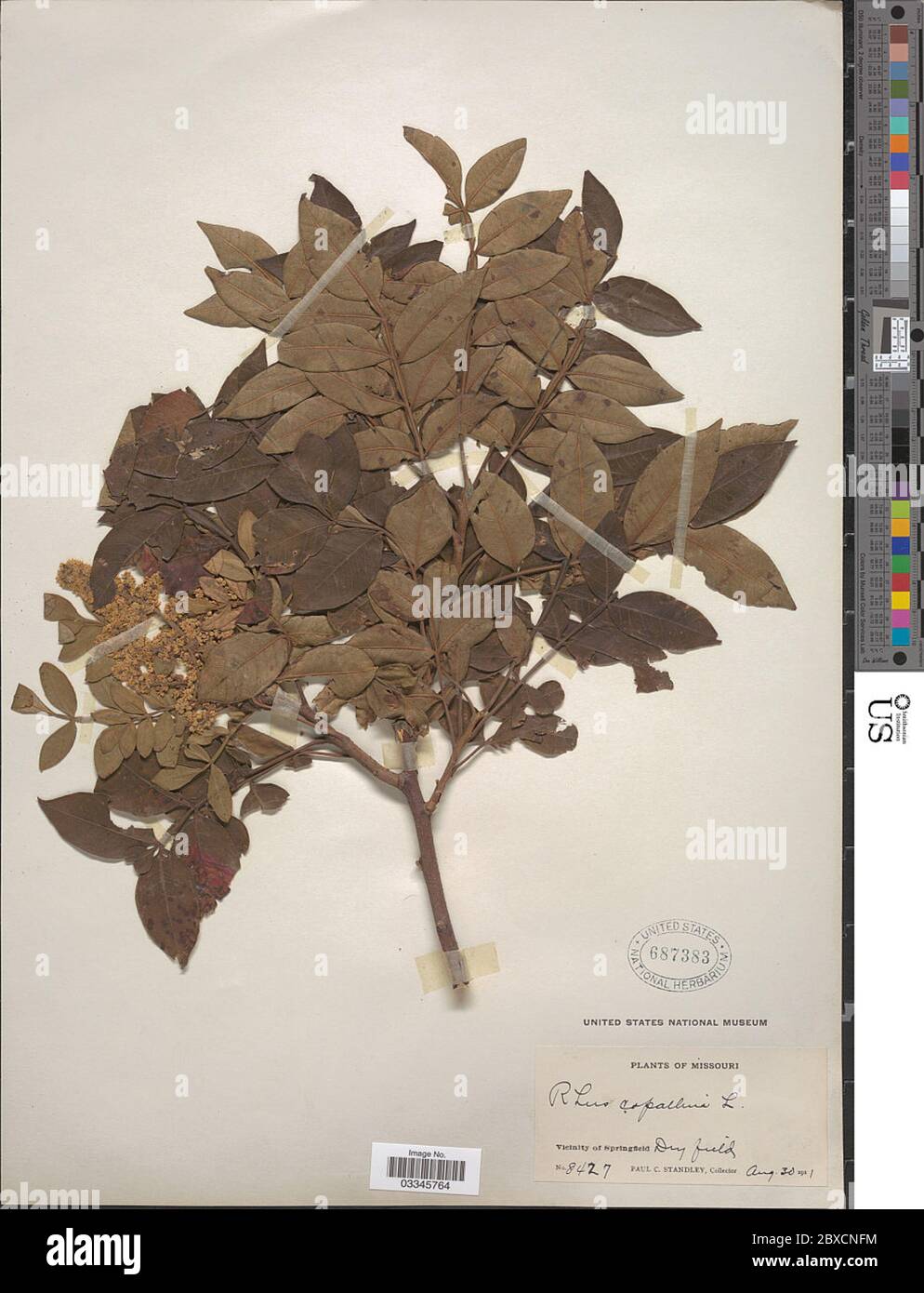 Rhus copallinum L Rhus copallinum L Stock Photo - Alamy