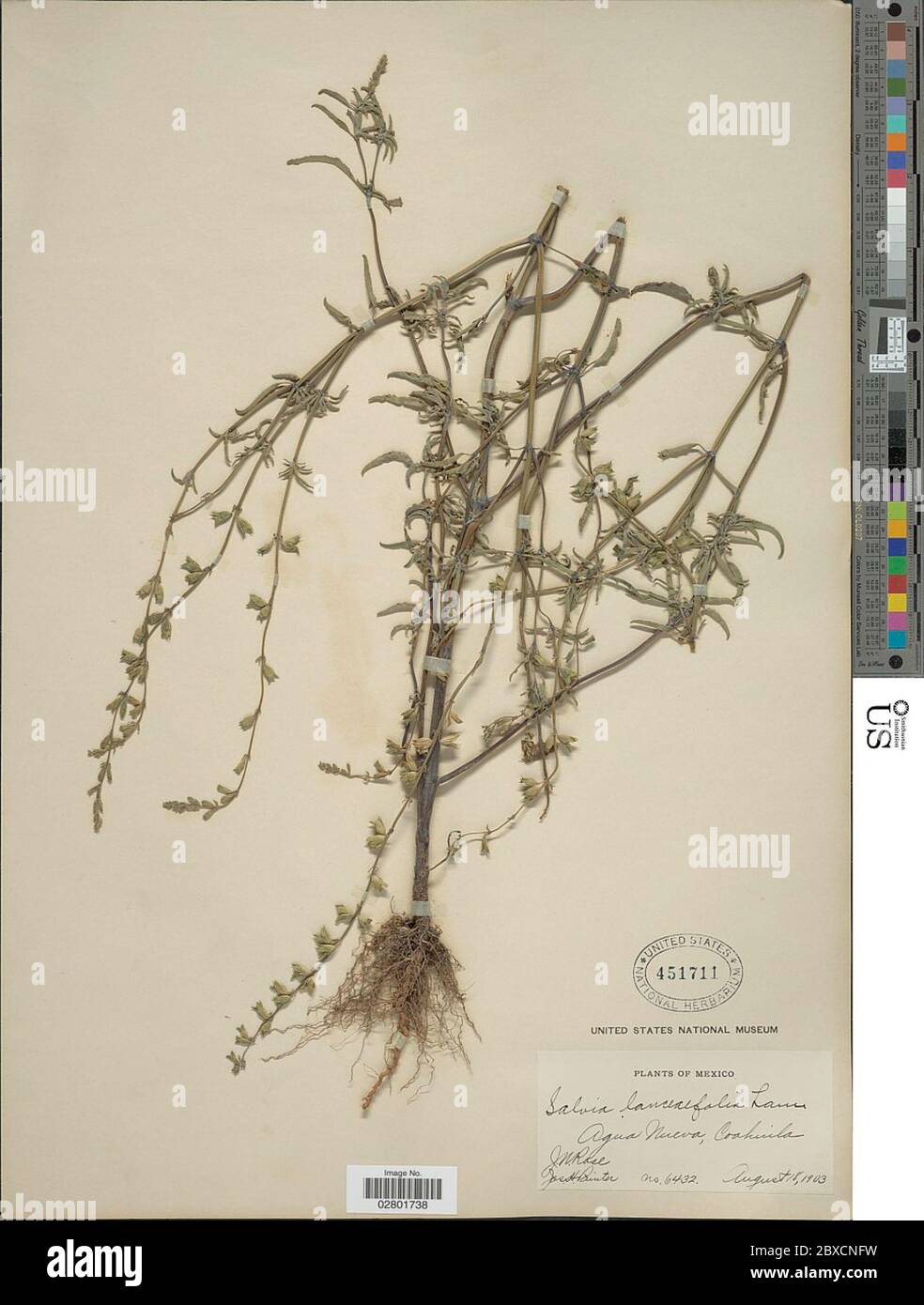 Lanceaefolia hi-res stock photography and images - Alamy