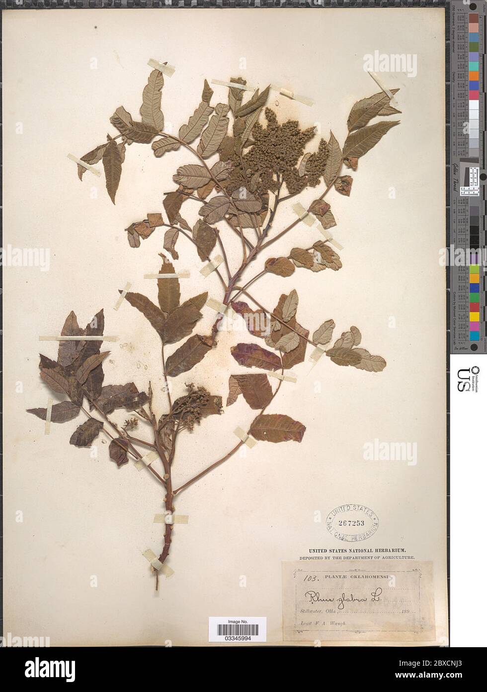 Rhus glabra l hi-res stock photography and images - Alamy