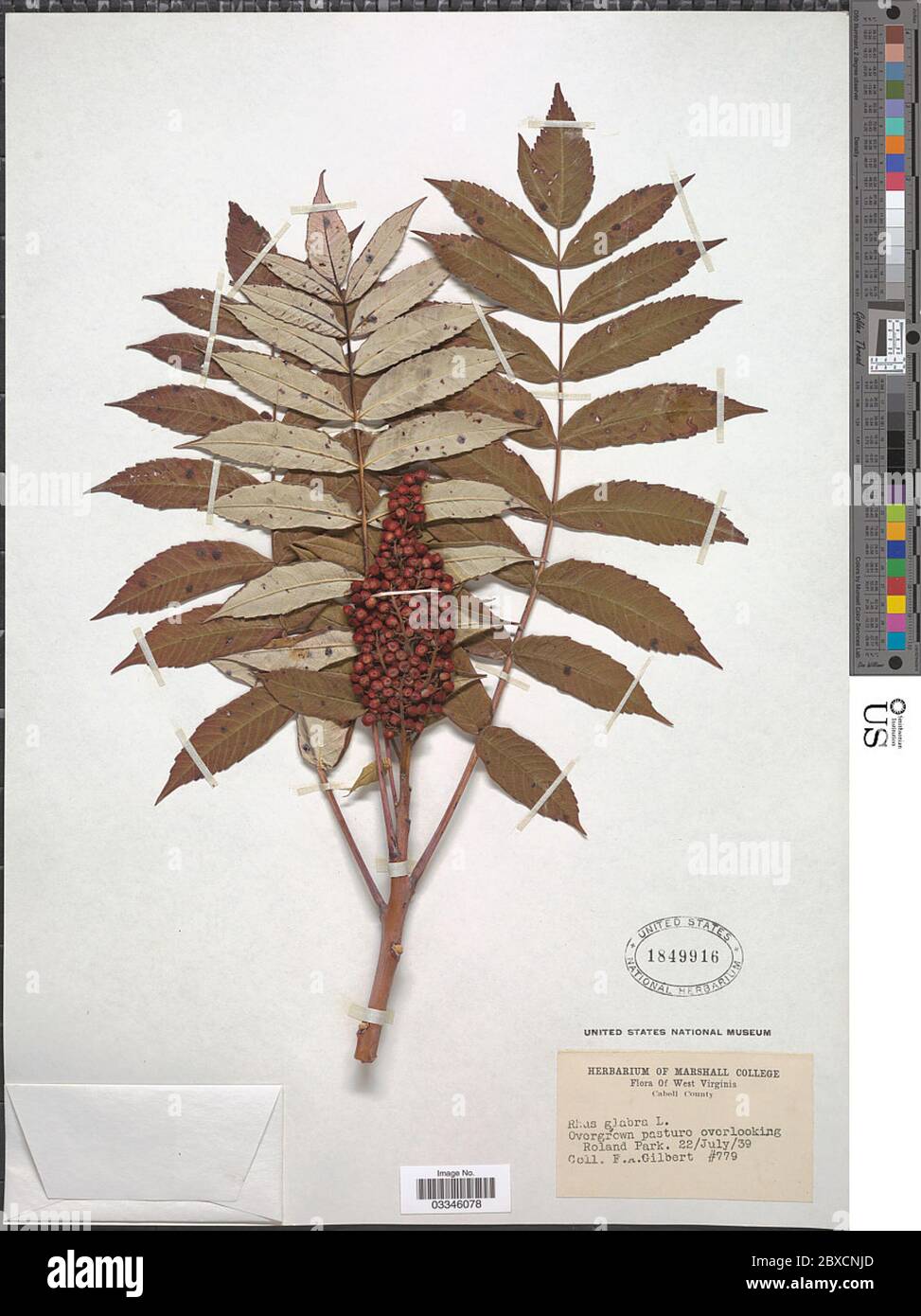 Rhus glabra l hi-res stock photography and images - Alamy