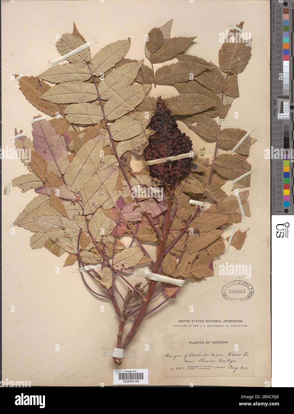 Rhus glabra L Rhus glabra L Stock Photo - Alamy