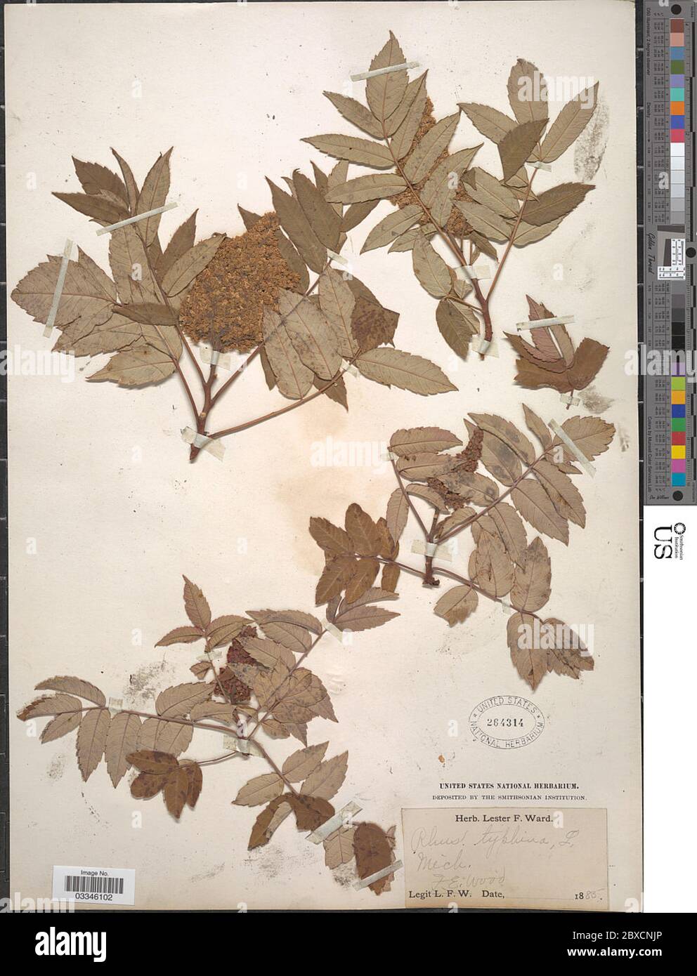 Rhus glabra L Rhus glabra L Stock Photo - Alamy