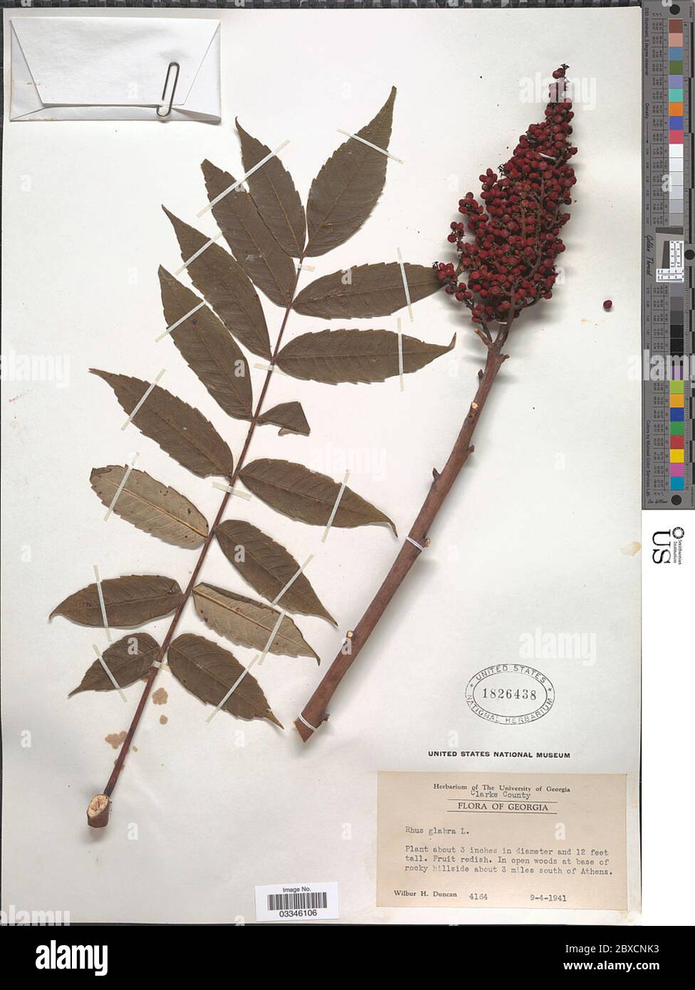 Rhus glabra l hi-res stock photography and images - Alamy