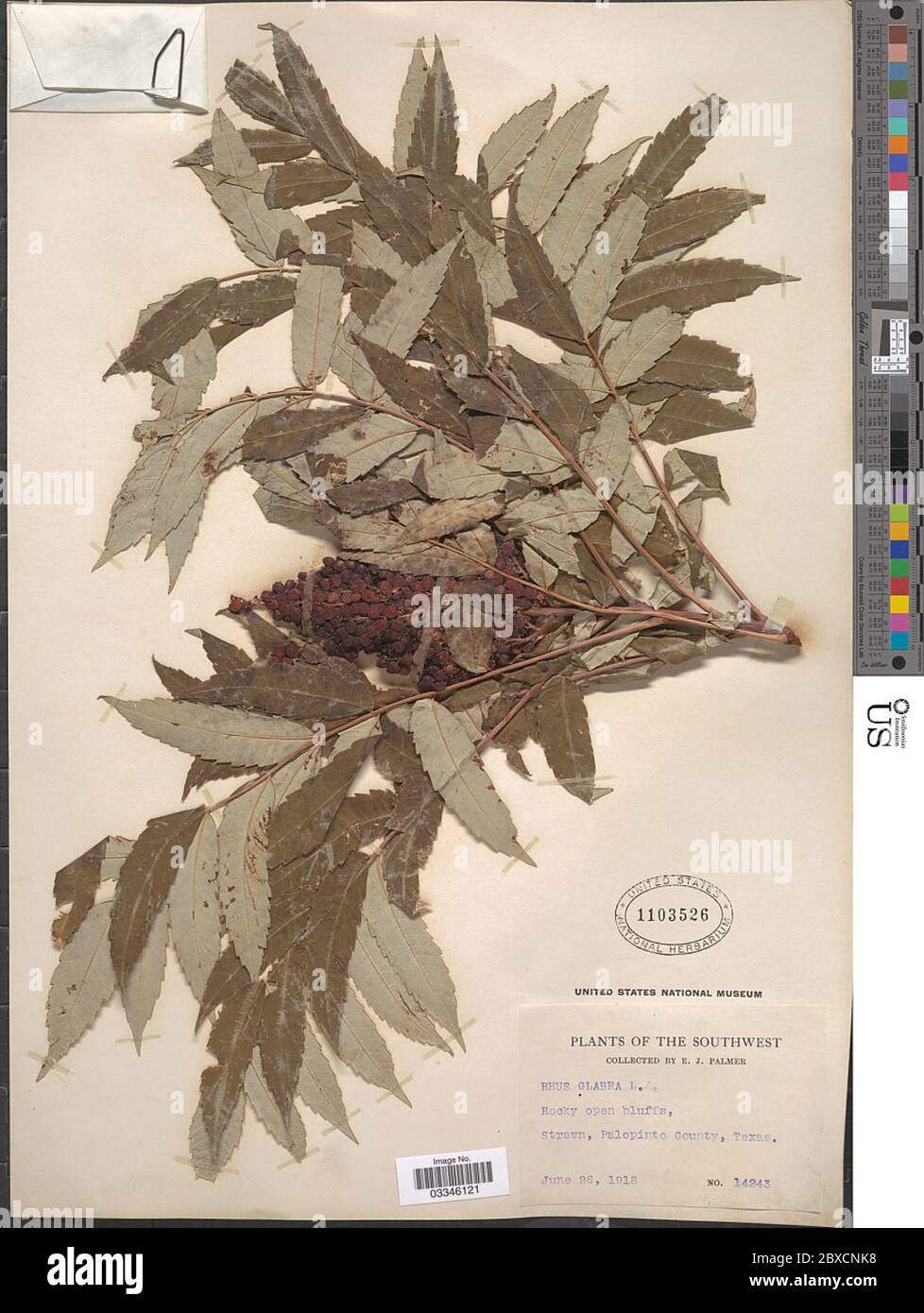 Rhus glabra l hi-res stock photography and images - Alamy