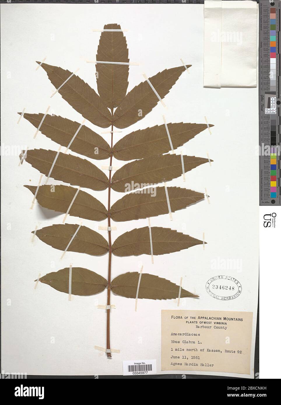 Rhus glabra l hi-res stock photography and images - Alamy