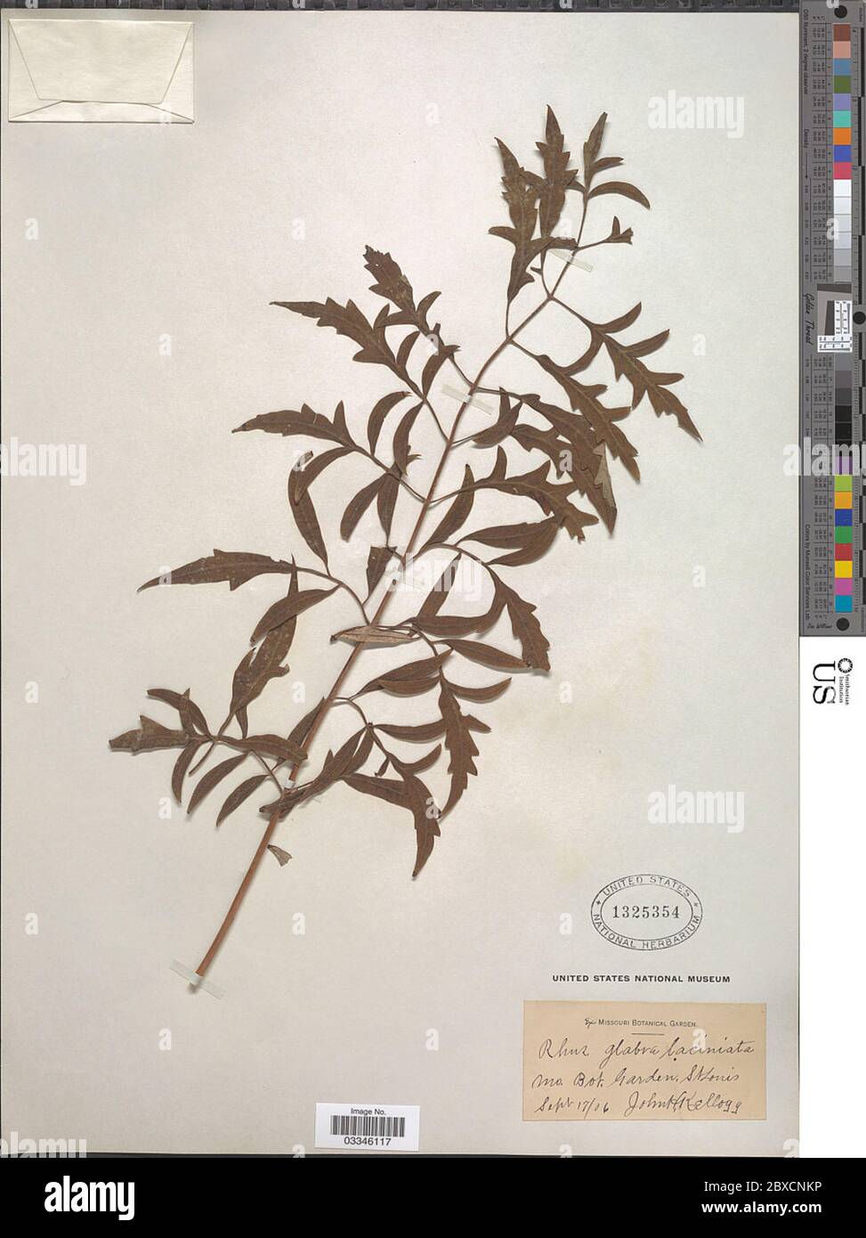 Rhus glabra l hi-res stock photography and images - Alamy