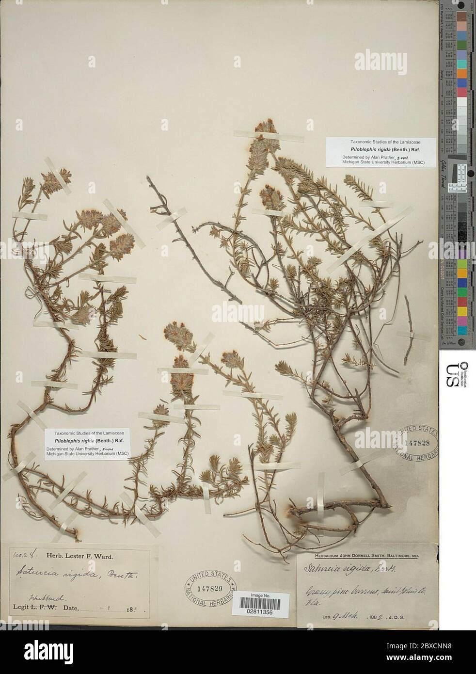 Piloblephis rigida Bartram ex Benth Raf Piloblephis rigida Bartram ex ...