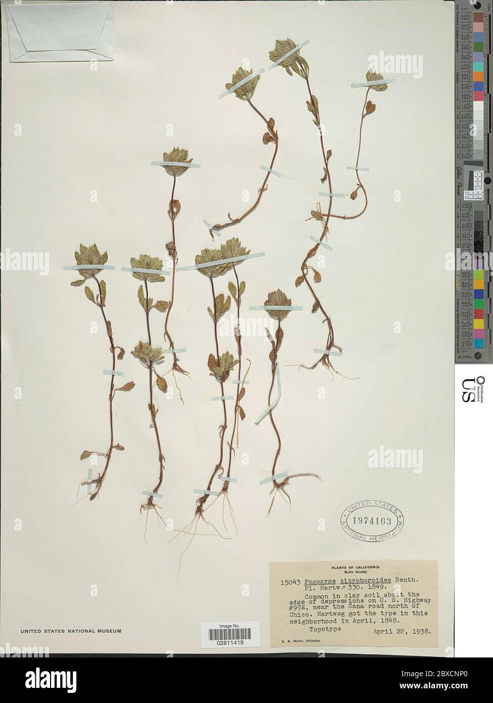 Pogogyne ziziphoroides Pogogyne ziziphoroides Stock Photo - Alamy