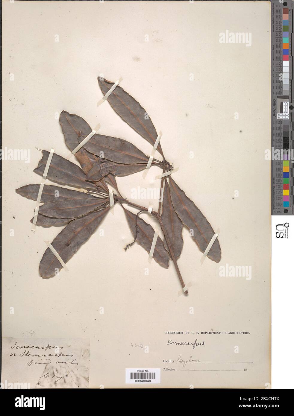 Semecarpus hi-res stock photography and images - Alamy