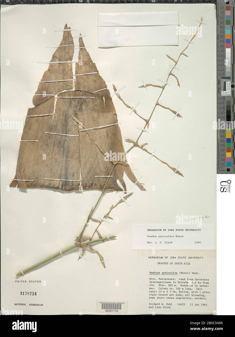 Guadua refracta Munro Guadua refracta Munro Stock Photo - Alamy