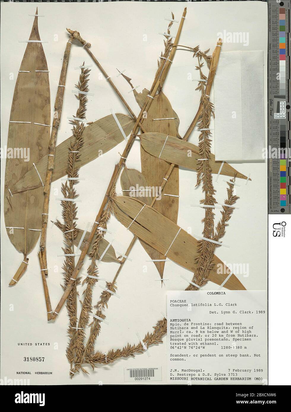 Chusquea latifolia LG Clark Chusquea latifolia LG Clark Stock Photo - Alamy