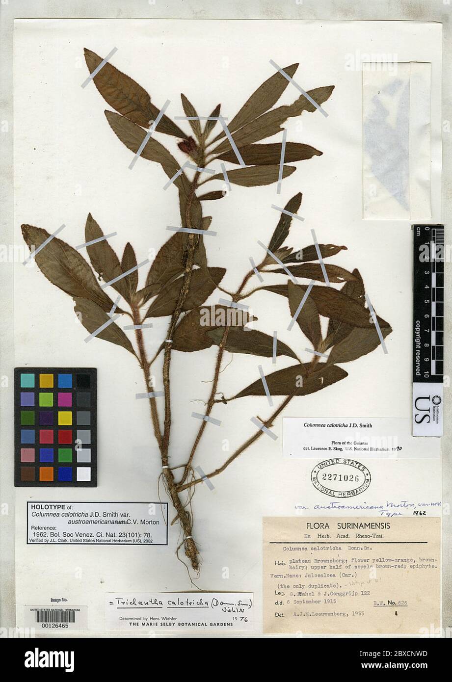 Columnea calotricha var austroamericana CV Morton Columnea calotricha ...